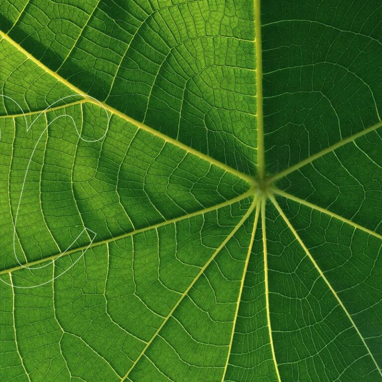 Olmix — Innovative biosourced solutions for a smart and sustainable ...