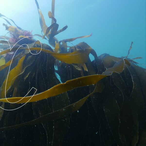 Animal Care Technologies - Olmix