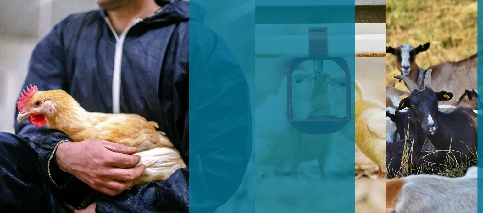 For vet Solutions - Olmix