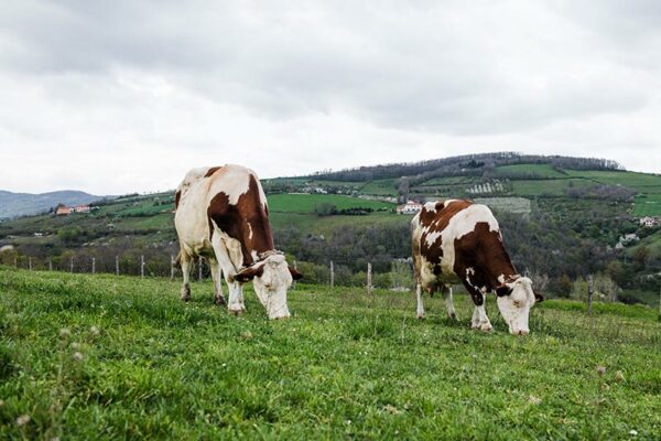 For feed solutions - Olmix