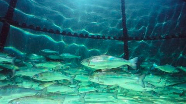 Specific algae extracts to face immunity and mycotoxin risk challenges ...