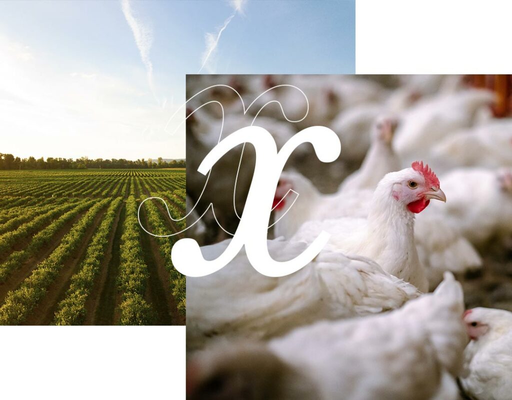 Trace elements - Olmix