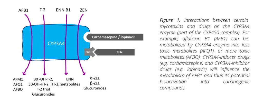 Interactions Between Drugs And Mycotoxins - Olmix