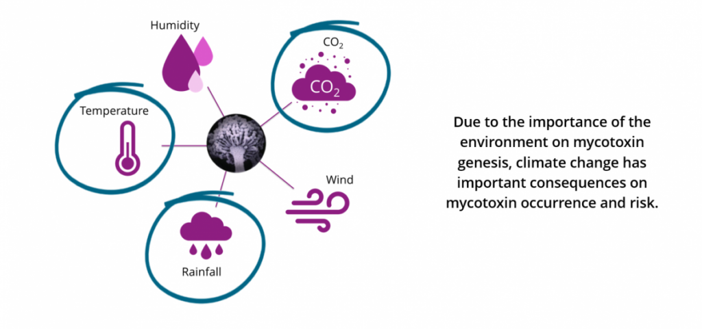 Effect of climate change on mycotoxins - Olmix