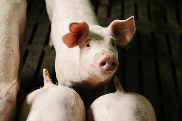 For Farm solutions - Olmix