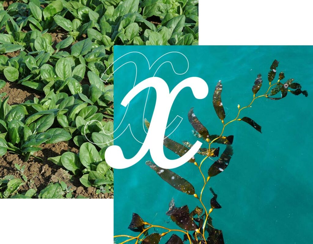 Innovation player - Olmix