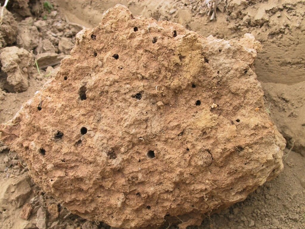 Potato: Olmix biosolutions to support adaptation to climate change - Olmix