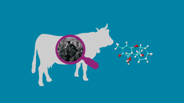 Mycotoxins - Olmix